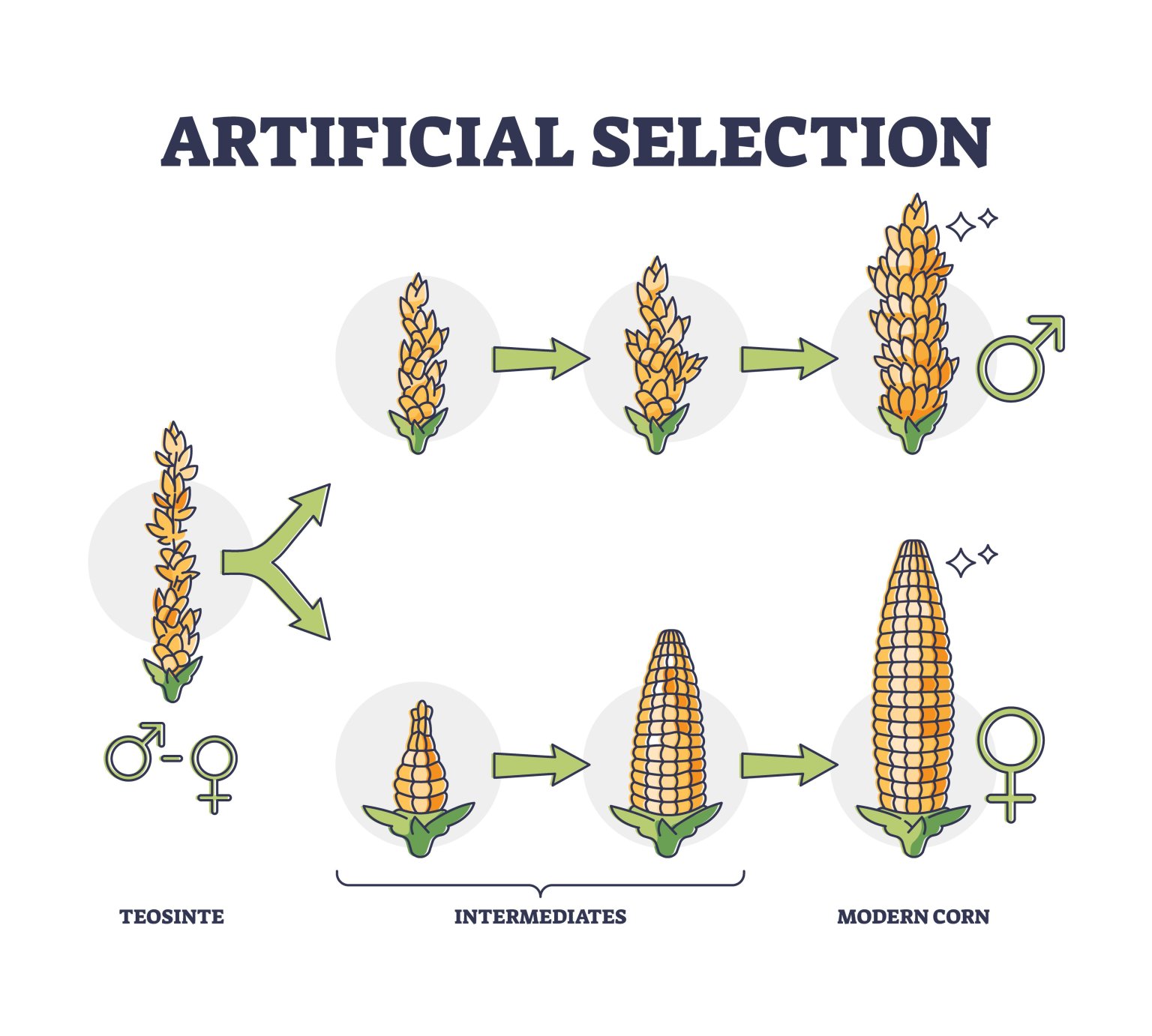 The History of Corn That's Got the World All Ears - Walking Mountains ...